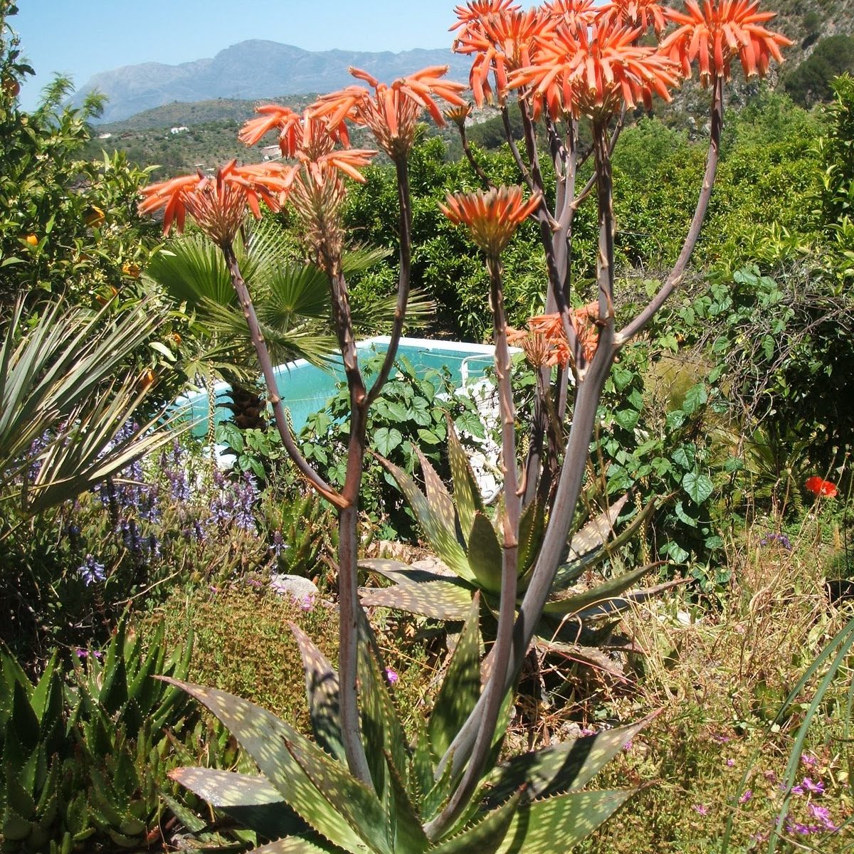 Aloe Saponaria