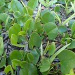 Falkia repens - Vivero Pullally