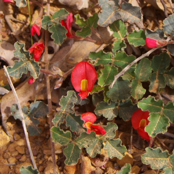 Falkia repens - Vivero Pullally