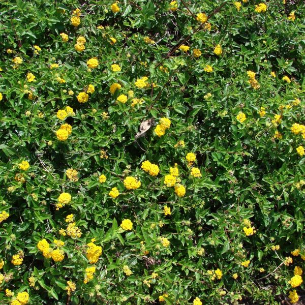 Falkia repens - Vivero Pullally