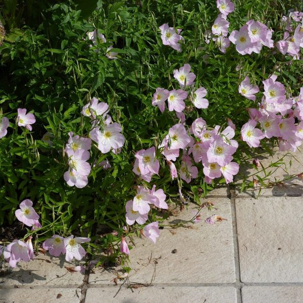 Falkia repens - Vivero Pullally