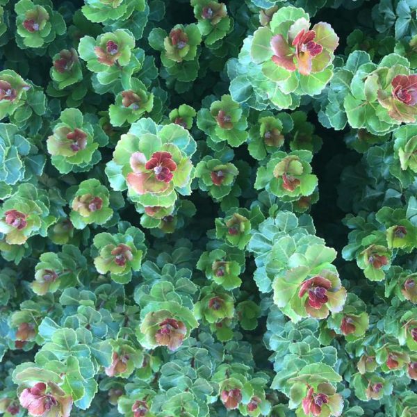 Rhus crenata - Vivero Pullally