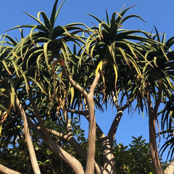 Puya chilensis. Chagual - Vivero Pullally