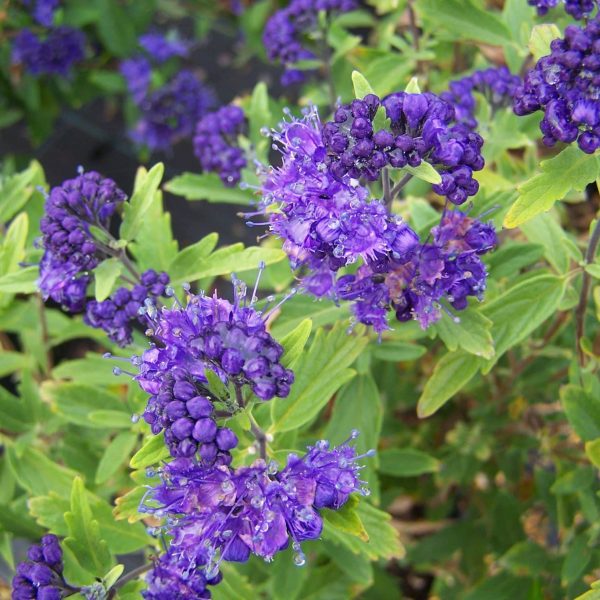 Rhus crenata - Vivero Pullally