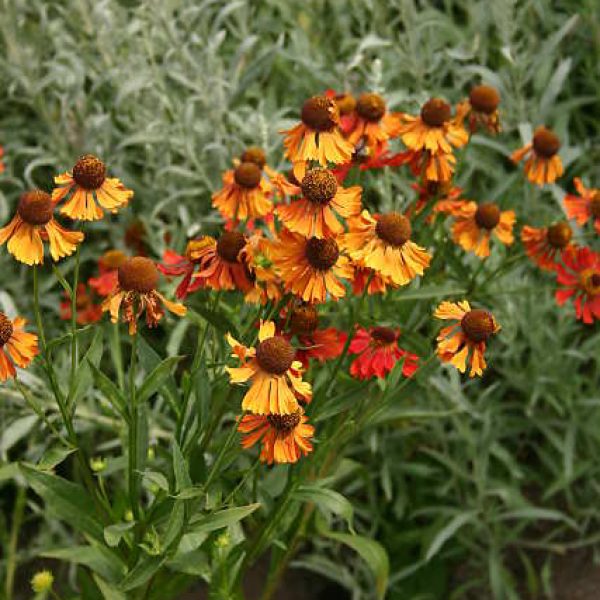 Helenium autumnale - Vivero Pullally