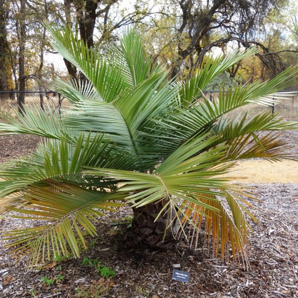 Jubaea chilensis - Vivero Pullally