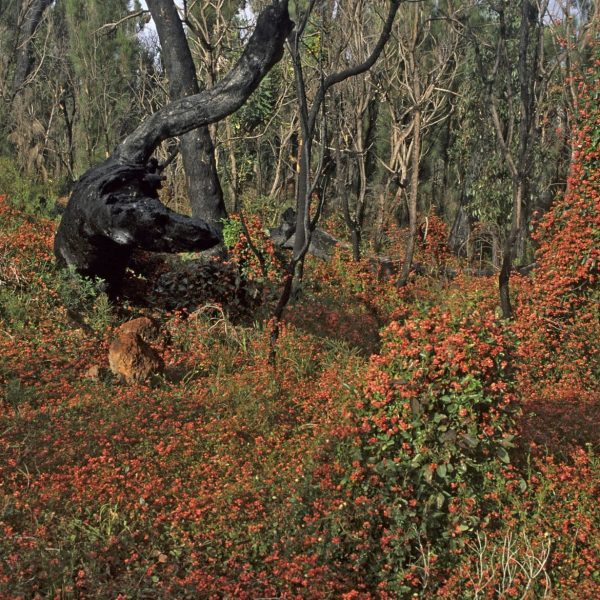 Kennedia coccínea prostrata - Vivero Pullally