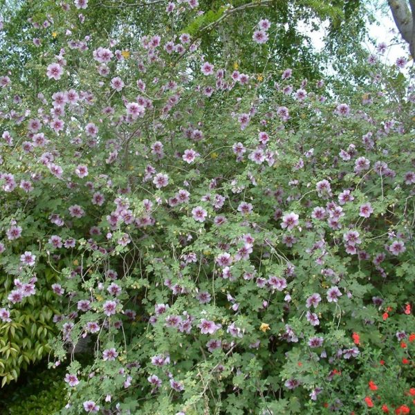 Lavatera marítima - Vivero Pullally