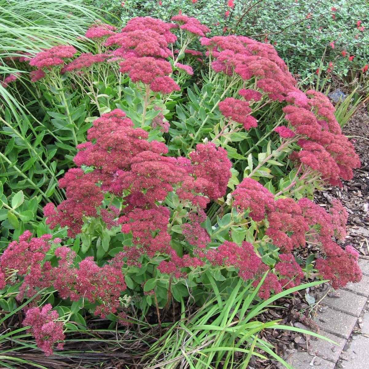 Sedum Spectabile Vivero Pullally