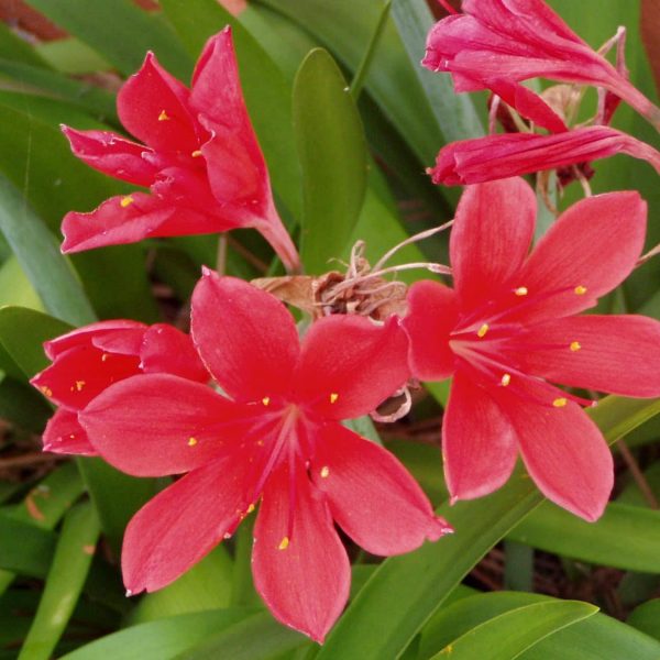 Vallota speciosa - Vivero Pullally