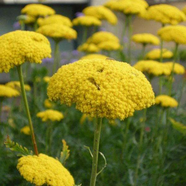 Achillea filipendulina - Vivero Pullally