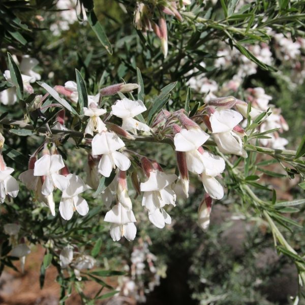 Árboles y Arbustos archivos - Vivero Pullally